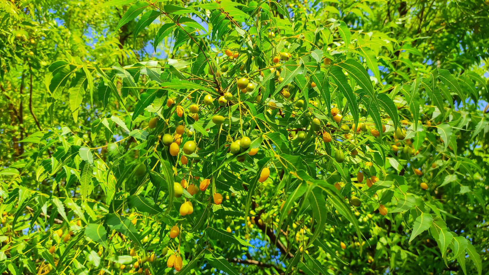 Exploring the Health Benefits of Neem: Nature’s Pharmacy